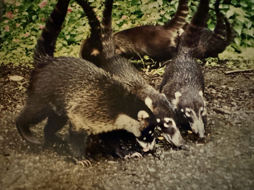 White-nosed Coati from Arenal Volcano National Park, San Carlos ...