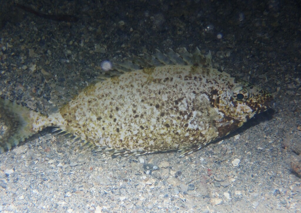 Forktail rabbitfish from Beqa Lagoon on November 25, 2023 at 06:11 PM ...