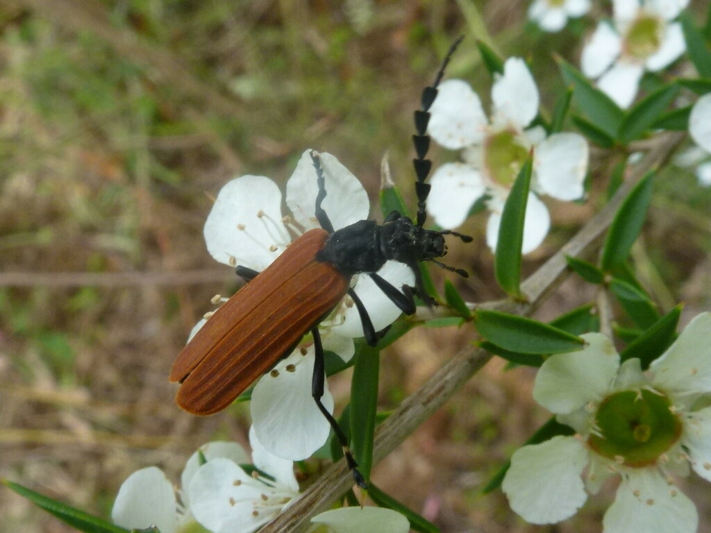 Cucujiform Beetles from Dorset Vale SA 5153, Australia on December 5 ...