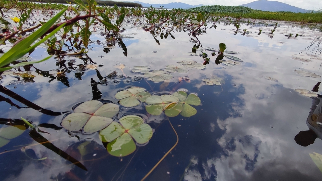 Helicopter Ferns from San Miguel Allende, Hgo., México on August 31 ...