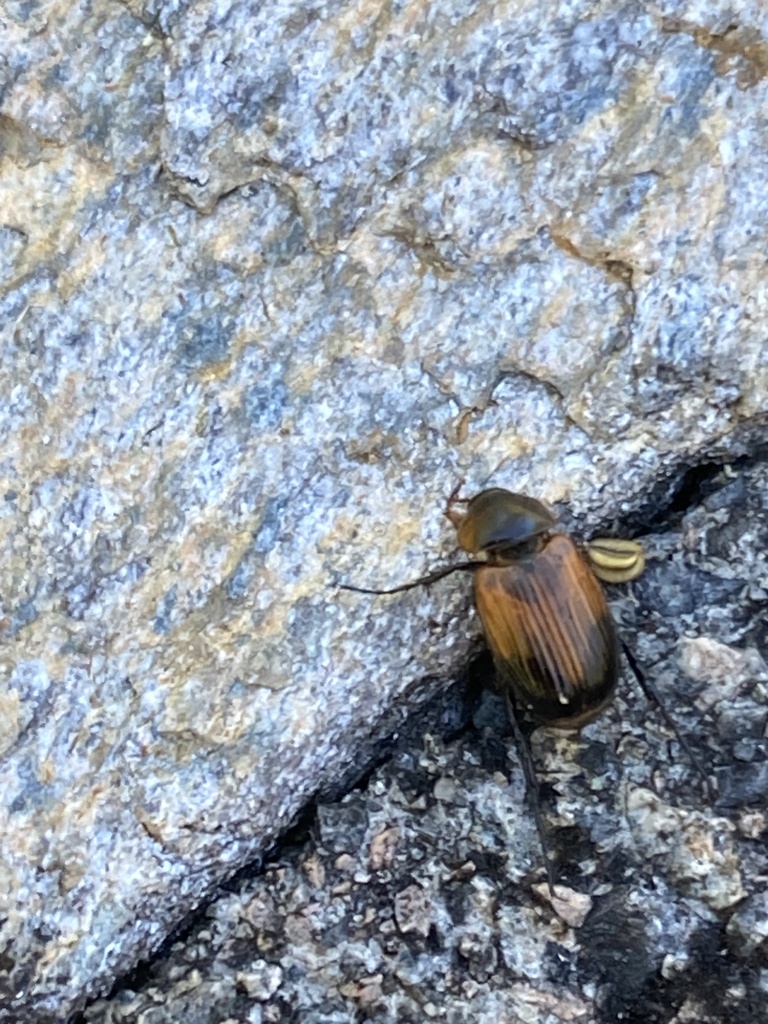 Phyllotocus apicalis from Burraneer Rd, Coomba Park, NSW, AU on ...