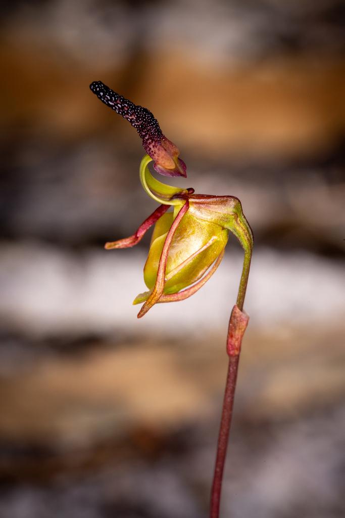 Flying Duck Orchid from Flynn WA 6302, Australia on October 1, 2022 at ...