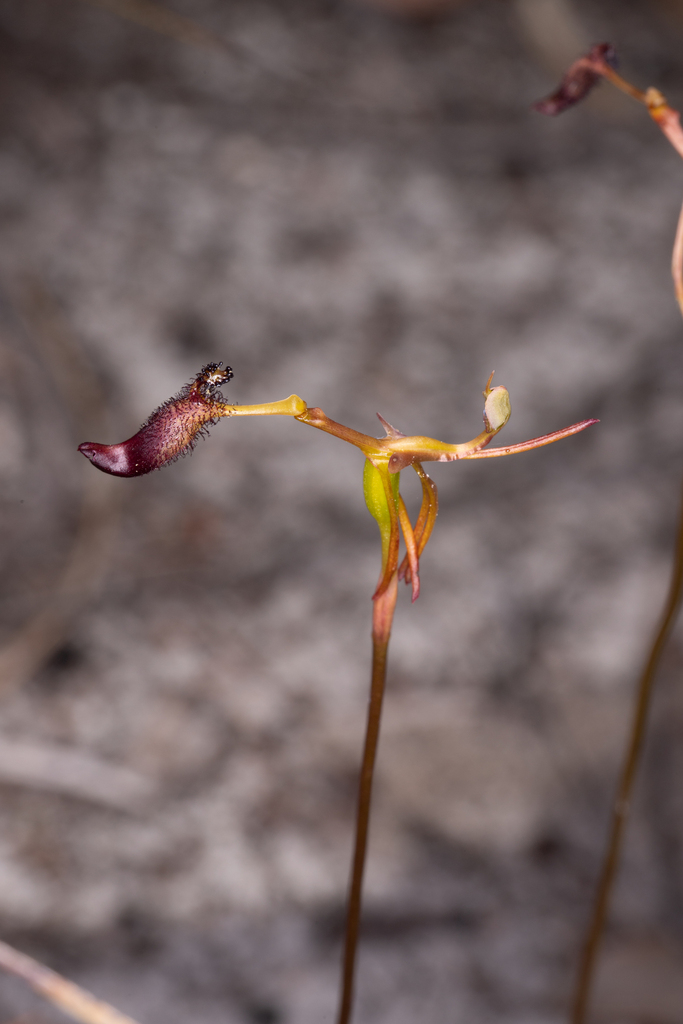 Slender Hammer Orchid from Flynn WA 6302, Australia on October 1, 2022 ...