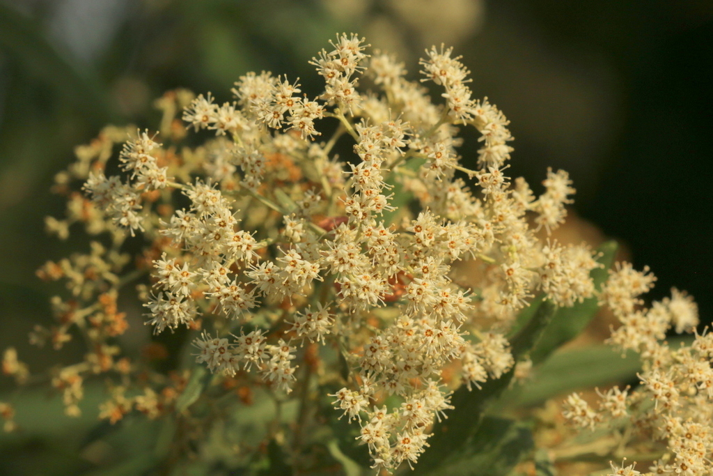 False Olive from Rietvallei 377-Jr, Pretoria, 0181, South Africa on ...