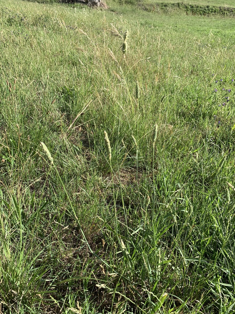 harding grass from Colville St, Windradyne, NSW, AU on December 5, 2023 ...