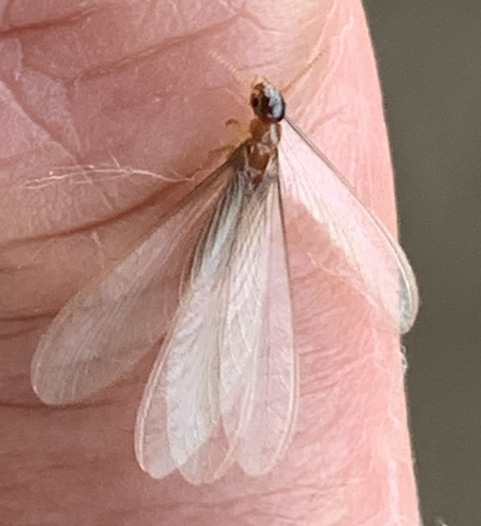 Termites from Black Range, NSW, AU on December 5, 2023 at 06:00 PM by ...