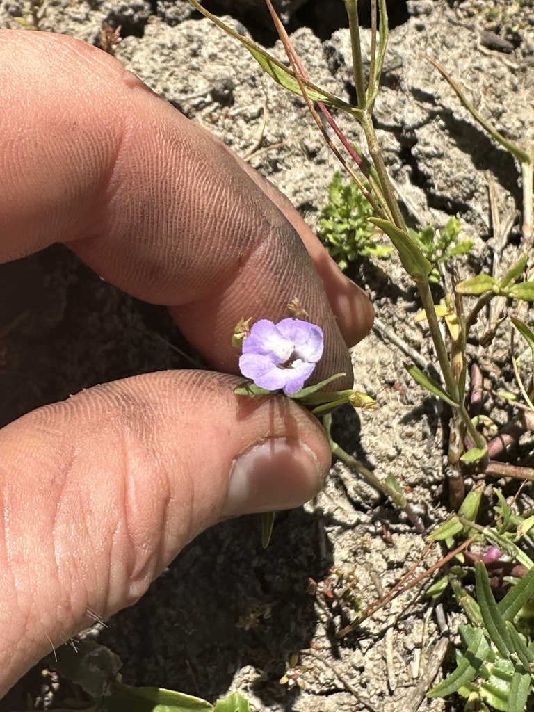 flowering plants from Maude, NSW, AU on December 3, 2023 at 10:55 AM by ...