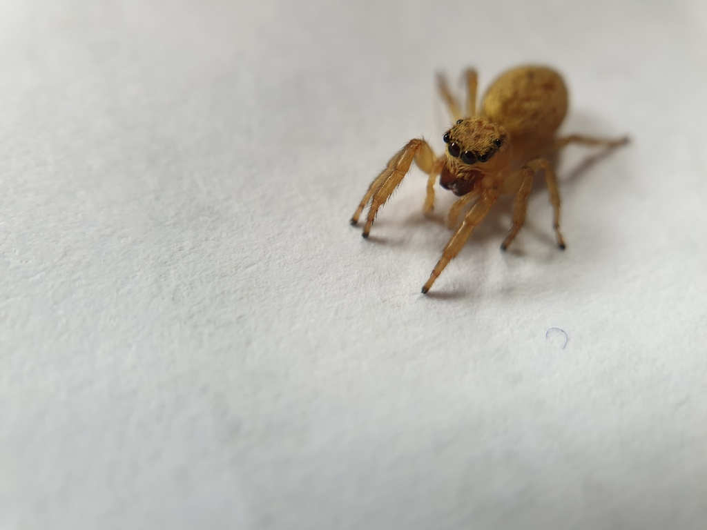 Jumping Spiders from Antipodes Islands Nature Reserve, Antipodes ...