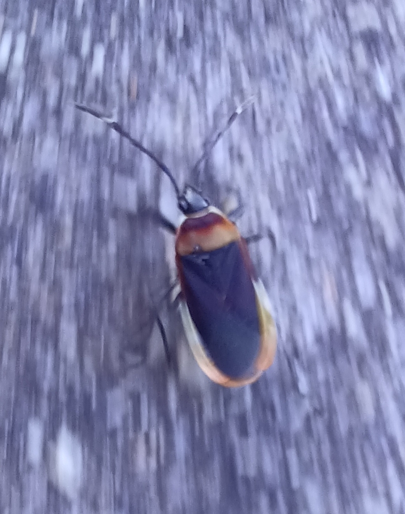 Harlequin Red Bug from Anglesea VIC 3230, Australia on December 5, 2023 ...