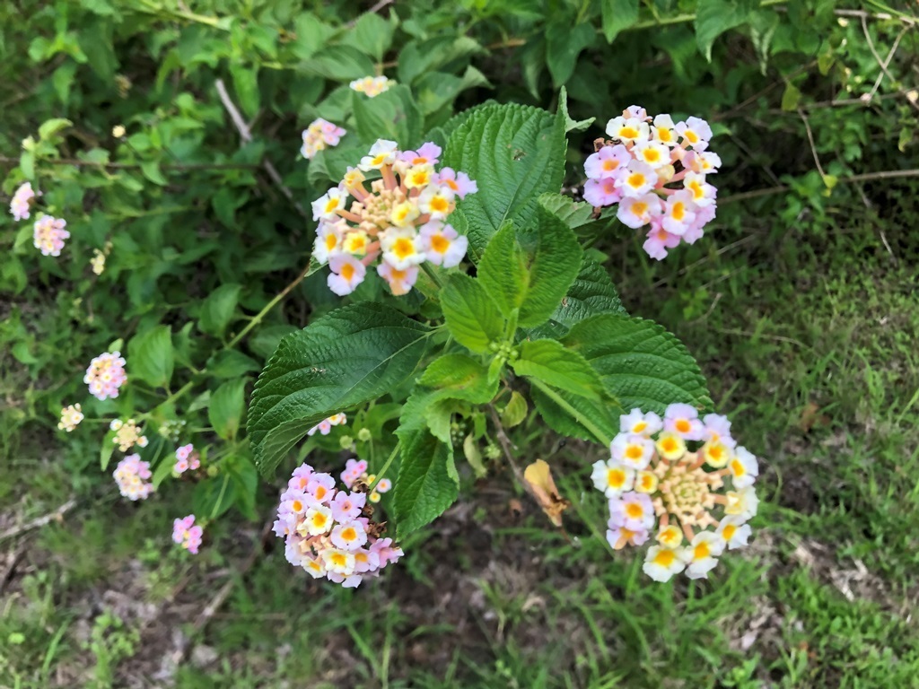 common lantana from Mount Whitestone QLD 4347, Australia on December 5 ...