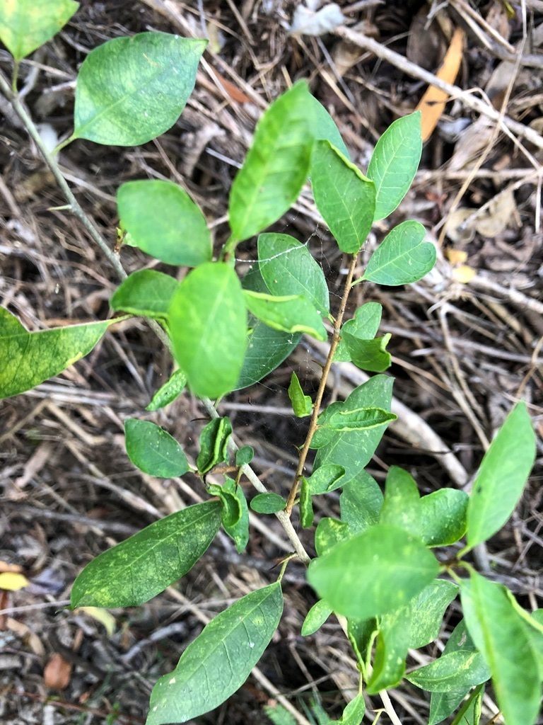 Cockspur Thorn from Mount Whitestone QLD 4347, Australia on December 5 ...