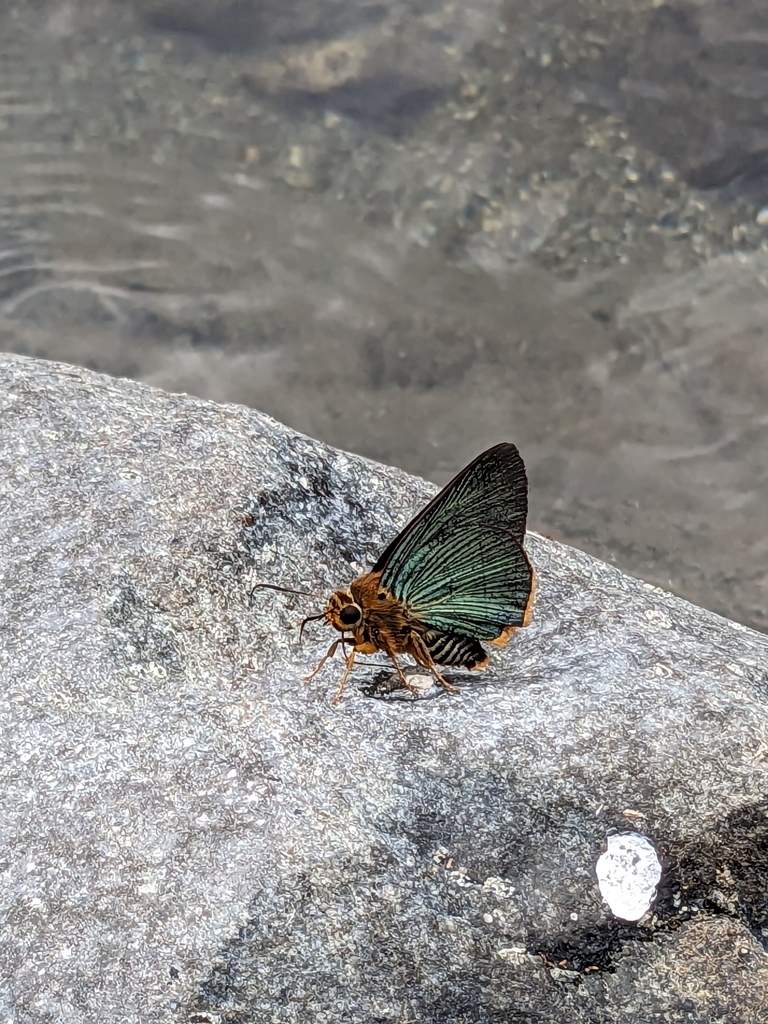 Green Awlet from Wakro, Arunachal Pradesh 792102, India on December 5 ...