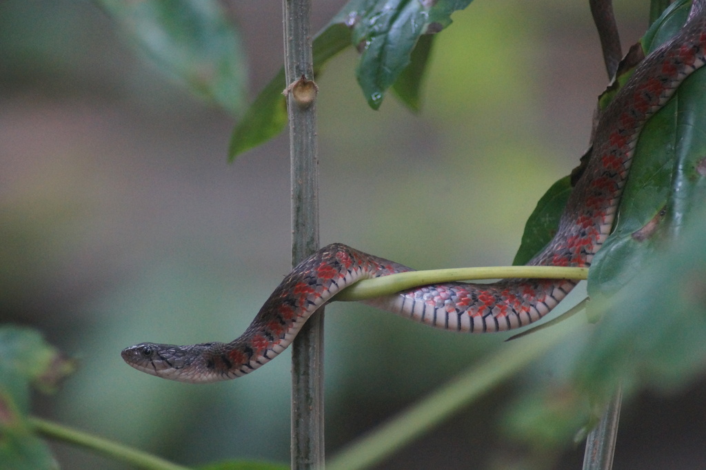 Chequered Keelback from Phnom Kulen National Park, Banteay Srei, Siem ...