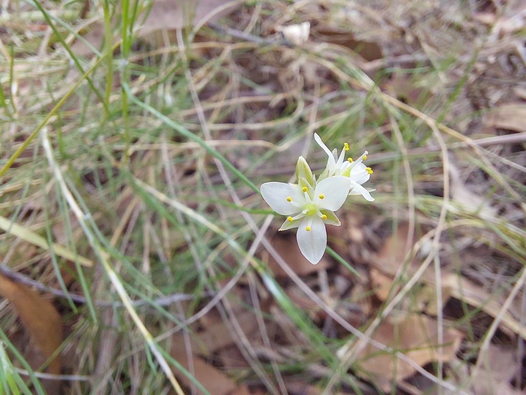 Slender Wire Lily from Brisbane QLD, Australia on December 5, 2023 at ...