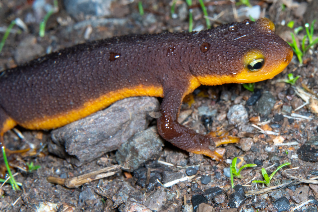 California Newt from El Sobrante Hills, Richmond, CA 94803, USA on ...