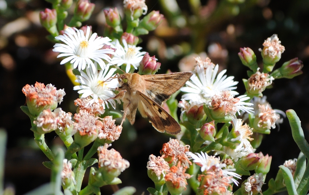 Cotton Bollworm Moth from Panorama, Worcester, 6850, South Africa on ...