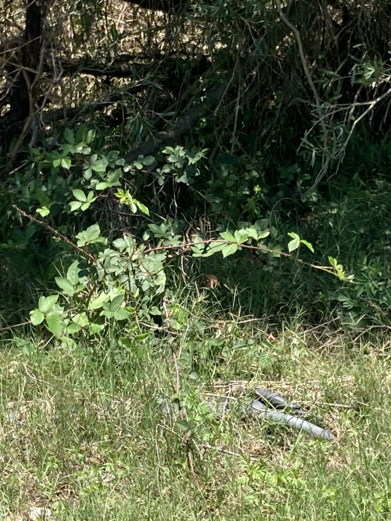 brambles from Cobbitty NSW 2570, Australia on December 5, 2023 at 12:50 ...