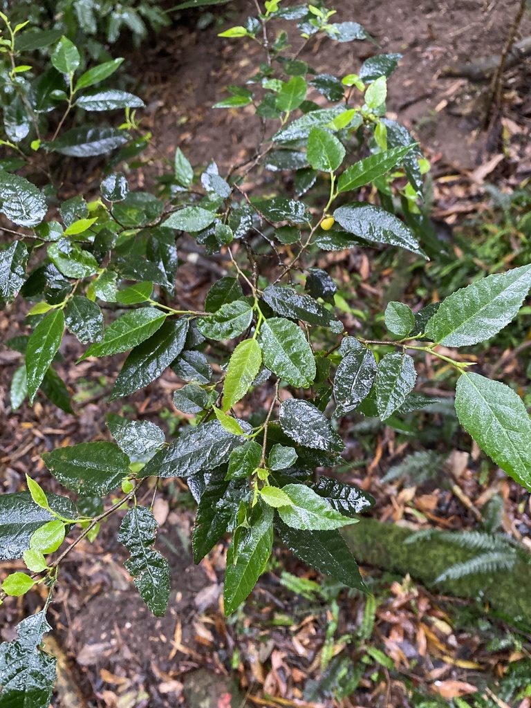 whalebone tree from Yatteyattah Nature Reserve, Yatte Yattah, NSW, AU ...