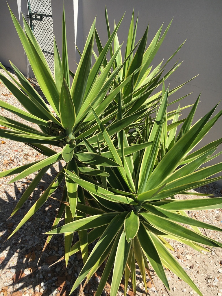 Spineless Yucca from 11th Avenue, Kleinmond, WC, ZA on November 27 ...