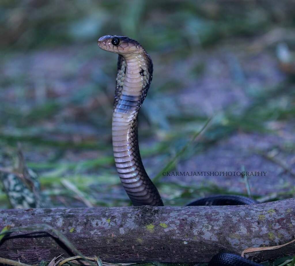 Monocellate Cobra from Trashigang, Bhutan on September 2, 2023 at 03:45 ...