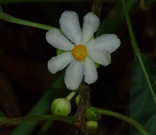 bodoquera de mono, daña gato, pepa con pelo, pepa rompe cabeza (Mayna ...