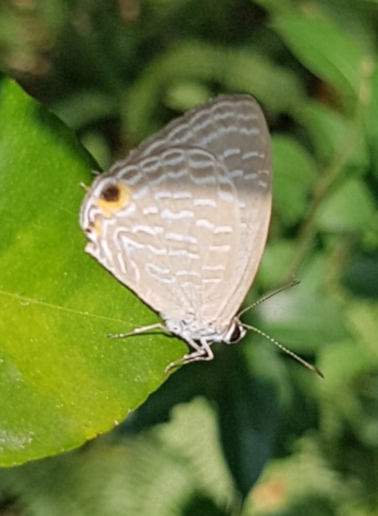 Metallic Cerulean from 4HF5+X56 Ecological Trail Garden of Medicinal ...