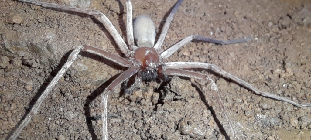 Sinopoda from Location: 18.981490, 102.427023 on December 05, 2023 at ...