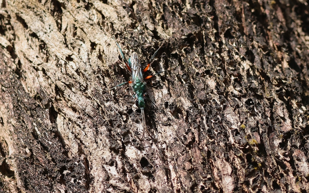 Emerald Cockroach Wasp in December 2023 by Goofy Ko · iNaturalist