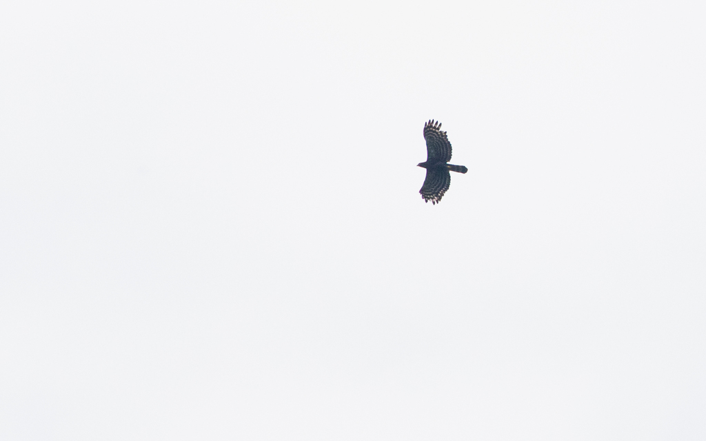Black Hawk-Eagle from Ocaña, Norte de Santander, Colombia on January 7 ...