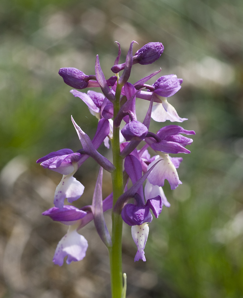 Early Purple Orchid from 12250 Viala-du-Pas-de-Jaux, France on April 28 ...