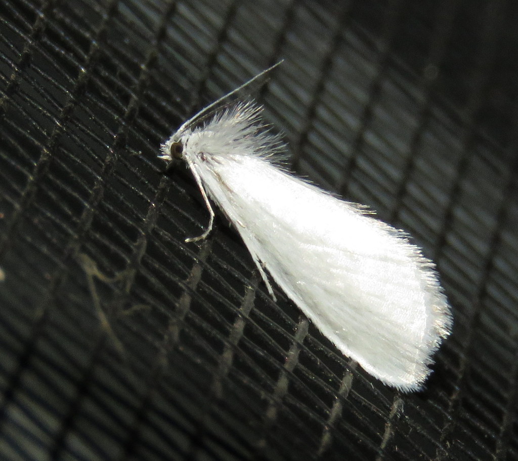 White Rush Moth from Tinonee - yard on April 16, 2016 by Victor W Fazio ...