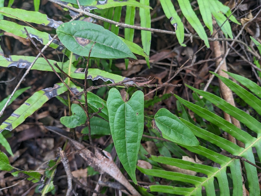 Common Yam Vine from Bonville NSW 2450, Australia on November 25, 2023 at 10:04 AM by Nathanael ...