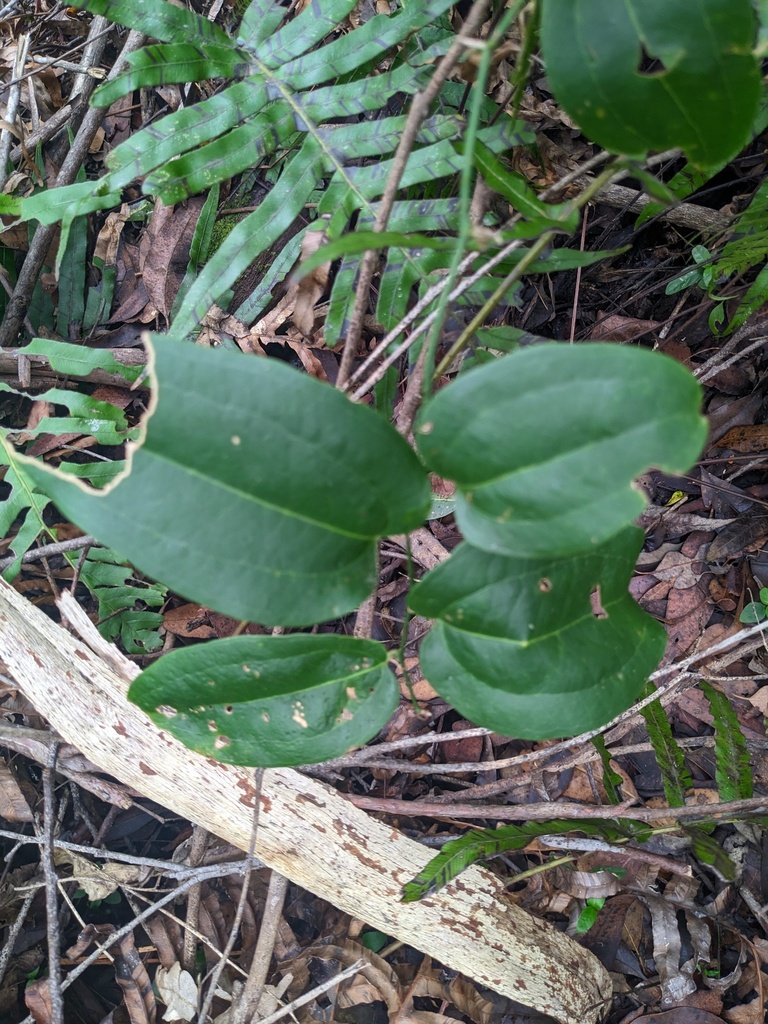 Austral Sarsaparilla from Bonville NSW 2450, Australia on November 25, 2023 at 10:04 AM by ...