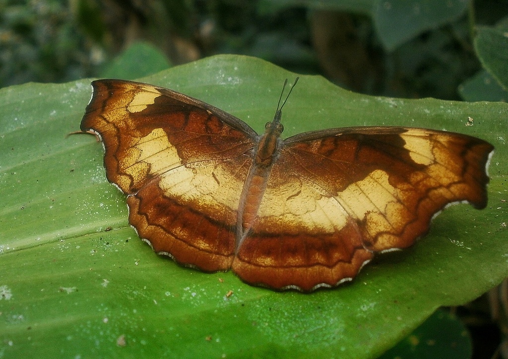 Banded Dandy from Andaman and Nicobar Islands, India on January 14 ...
