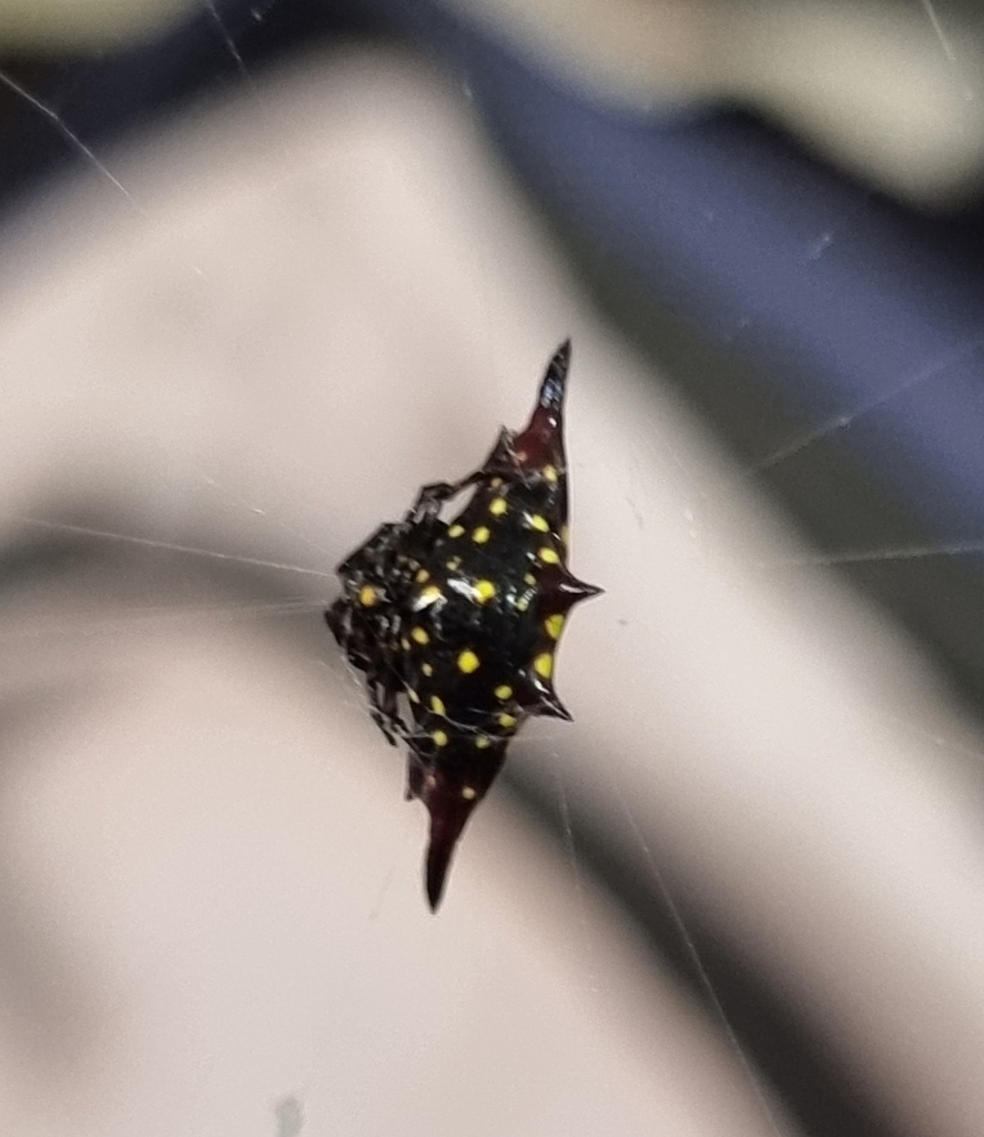 Northern Jewelled Spider from White Rock QLD 4868, Australia on August ...