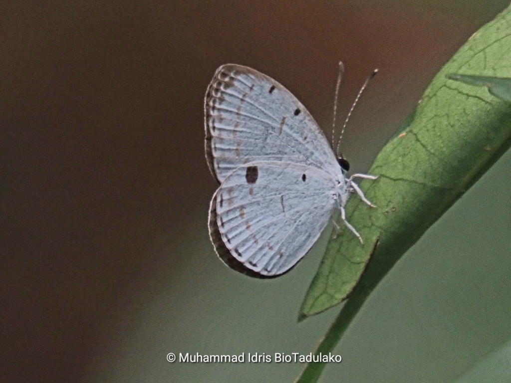 Pithecops phoenix in December 2023 by MUH IDRIS · iNaturalist