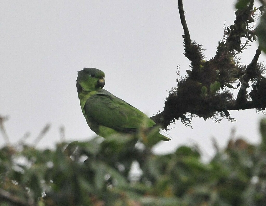 Scaly-naped Amazon in November 2023 by Kurt Hennige · iNaturalist ...