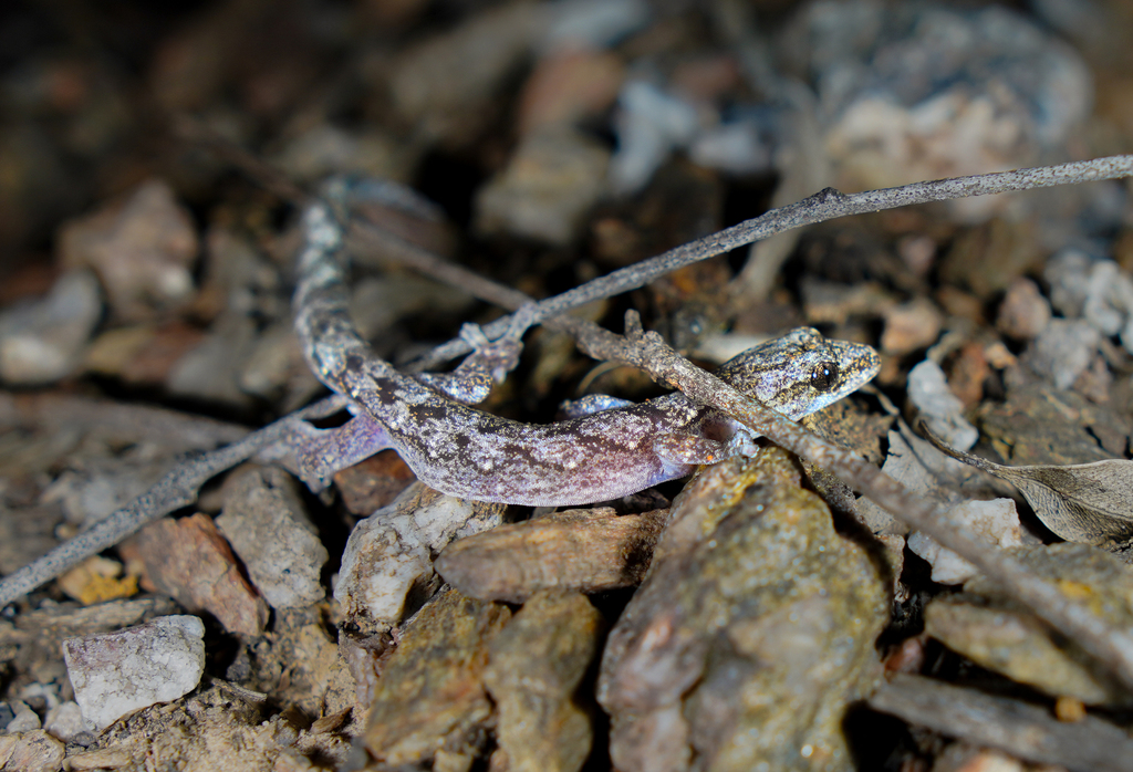 Clouded Velvet Gecko from 澳大利亚昆士兰州布里斯班 on December 4, 2023 at 10:29 PM ...