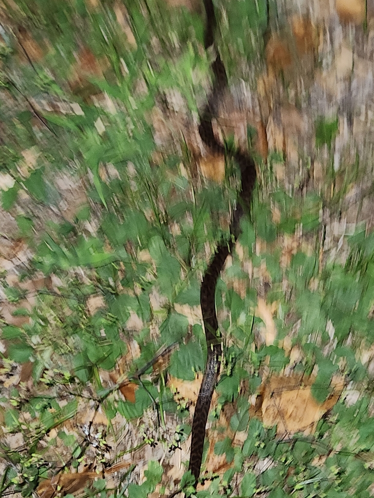 Spotted Python from North Ward QLD 4810, Australia on December 5, 2023 ...