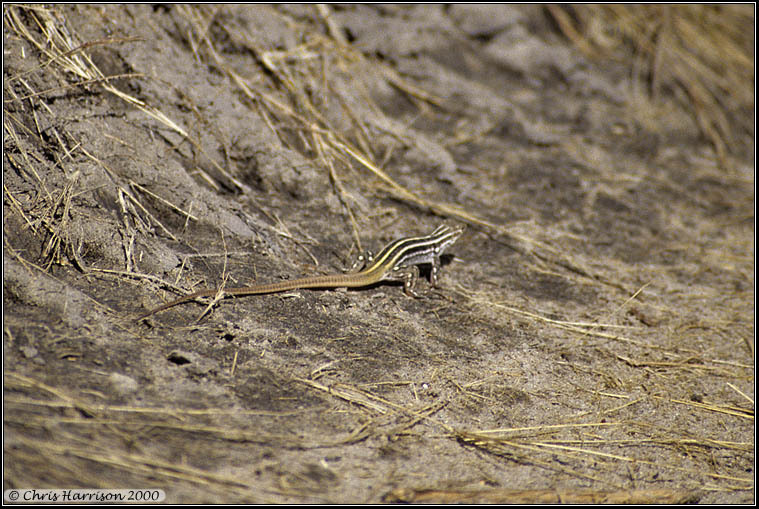 Bushveld Lizard from Marievale, South Africa on June 11, 2000 by Chris ...