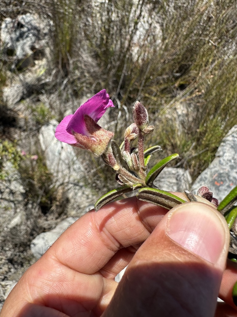 Willow Cape Sweetpea from Overberg, Western Cape, South Africa on ...
