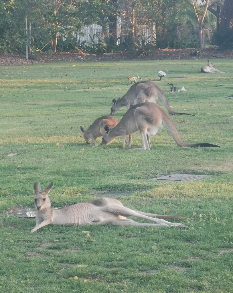 Eastern Grey Kangaroo from Point Vernon QLD 4655, Australia on December ...