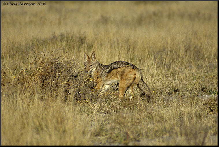 Southern Black-backed Jackal from Nxai Pan on May 26, 2000 by Chris ...
