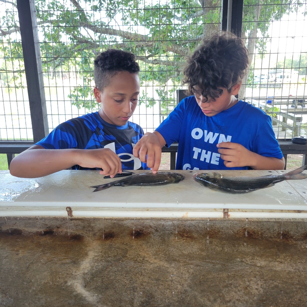 Western Atlantic Temperate Basses from Coldspring, TX 77331, USA on ...