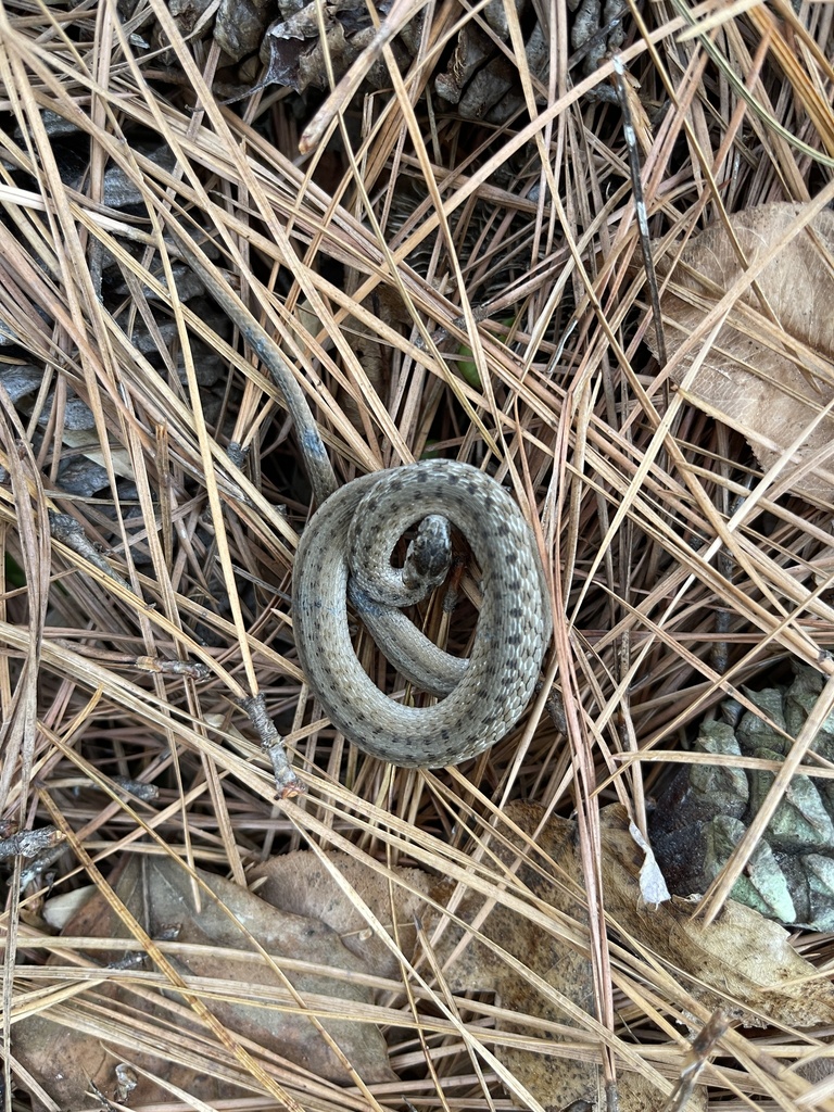 DeKay's Brownsnake in December 2023 by gregnc · iNaturalist