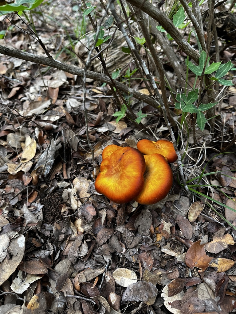 southern jack-o'-lantern in November 2023 by Saunders Drukker · iNaturalist