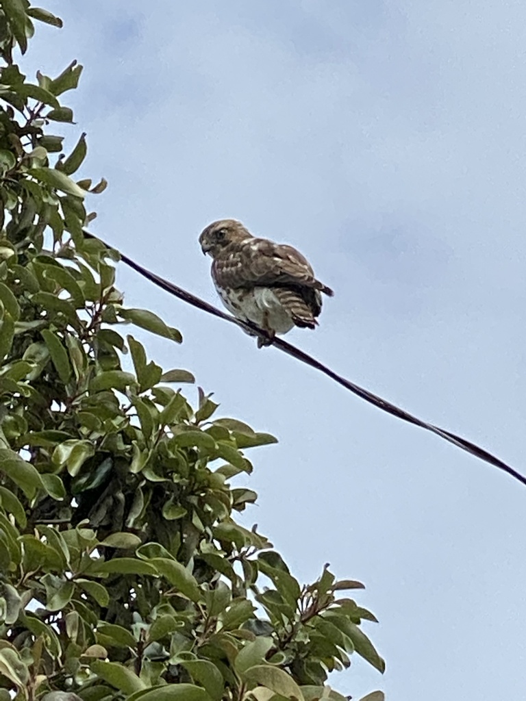 Broad-winged Hawk from Key West, Key West, FL, US on December 27, 2020 ...