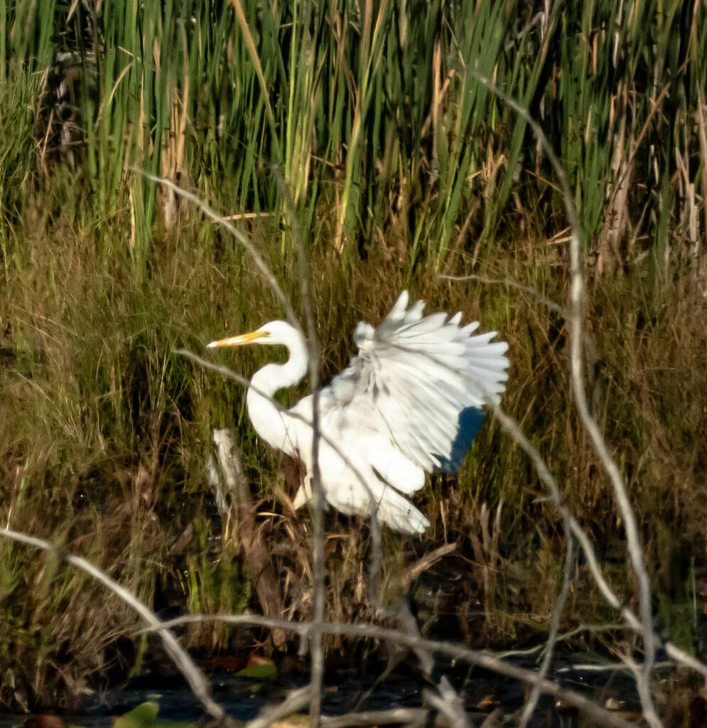 Great Egret from Wakeley Lake, Grayling Township, MI 49738, USA on ...