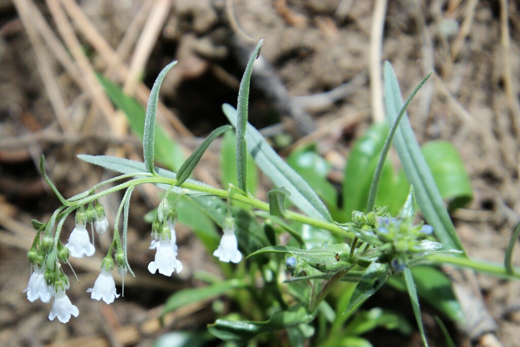 Alpine Bluebell from Pleasant Park Corridor, CO, USA on August 24, 2016 ...