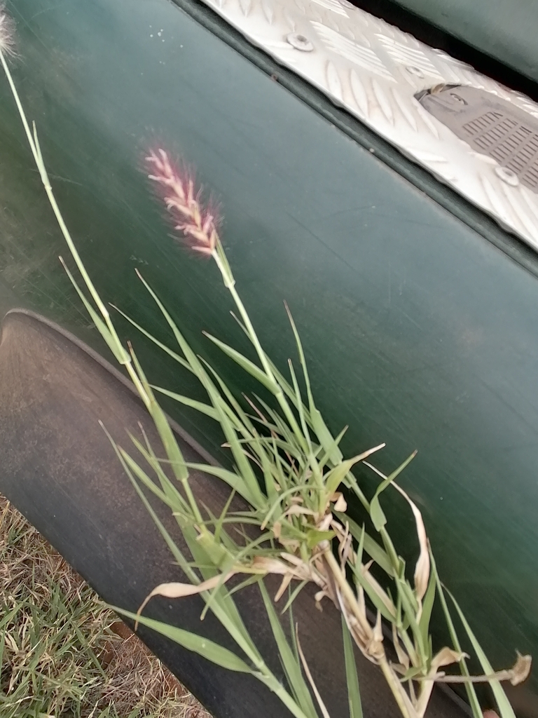 buffelgrass from Maruleng, South Africa on December 03, 2023 at 08:49 ...